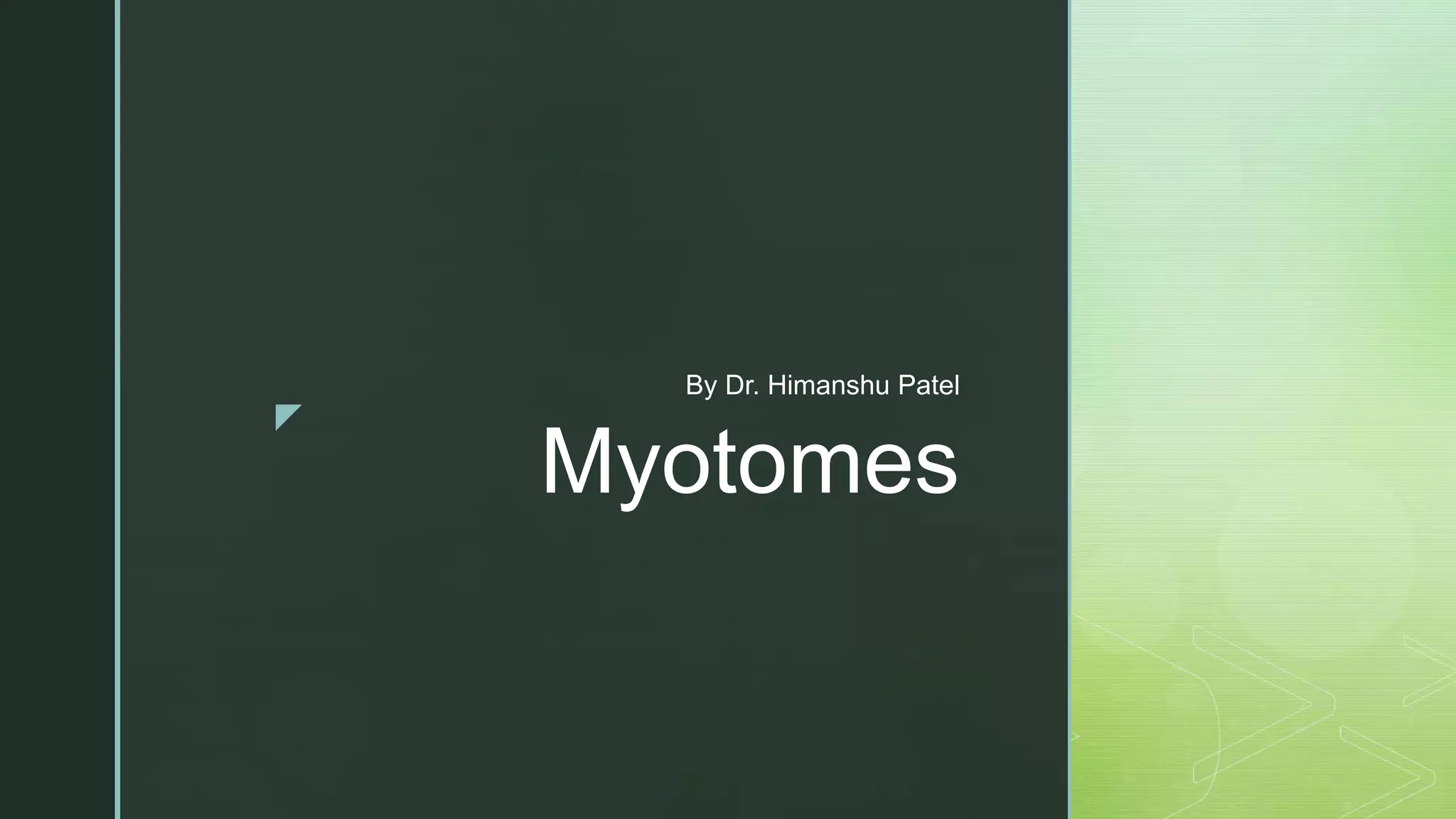 Myotomes | PPT