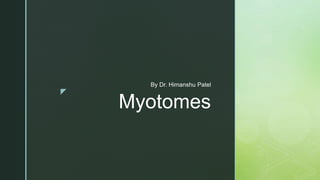 Myotomes | PPTX