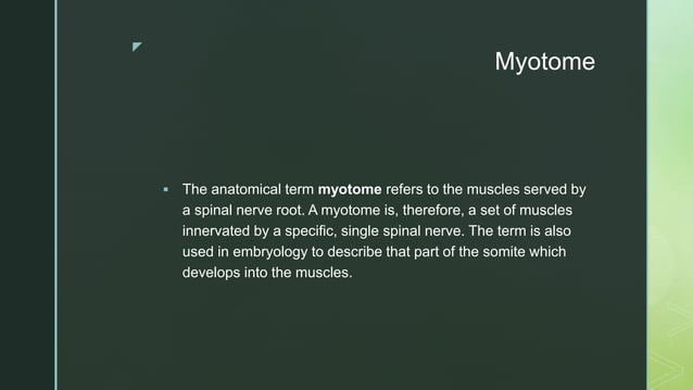 Myotomes | PPTX
