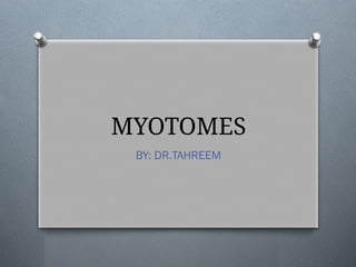 MYOTOMES.pptx Human anatomy and kinesiology | PPT