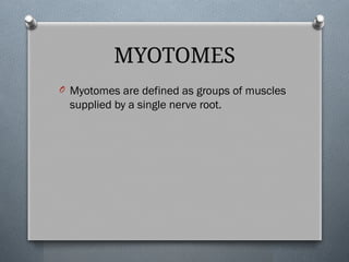 MYOTOMES.pptx Human anatomy and kinesiology | PPT