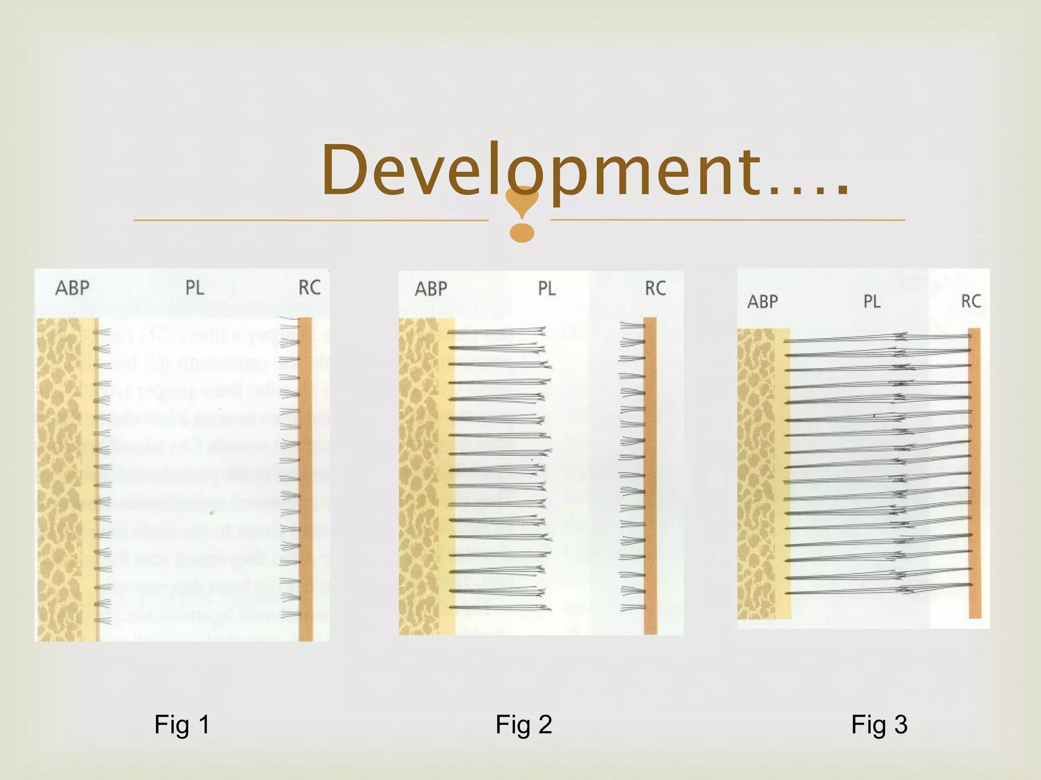 PDL, PERIODONTAL LIGAMENT. | PPT