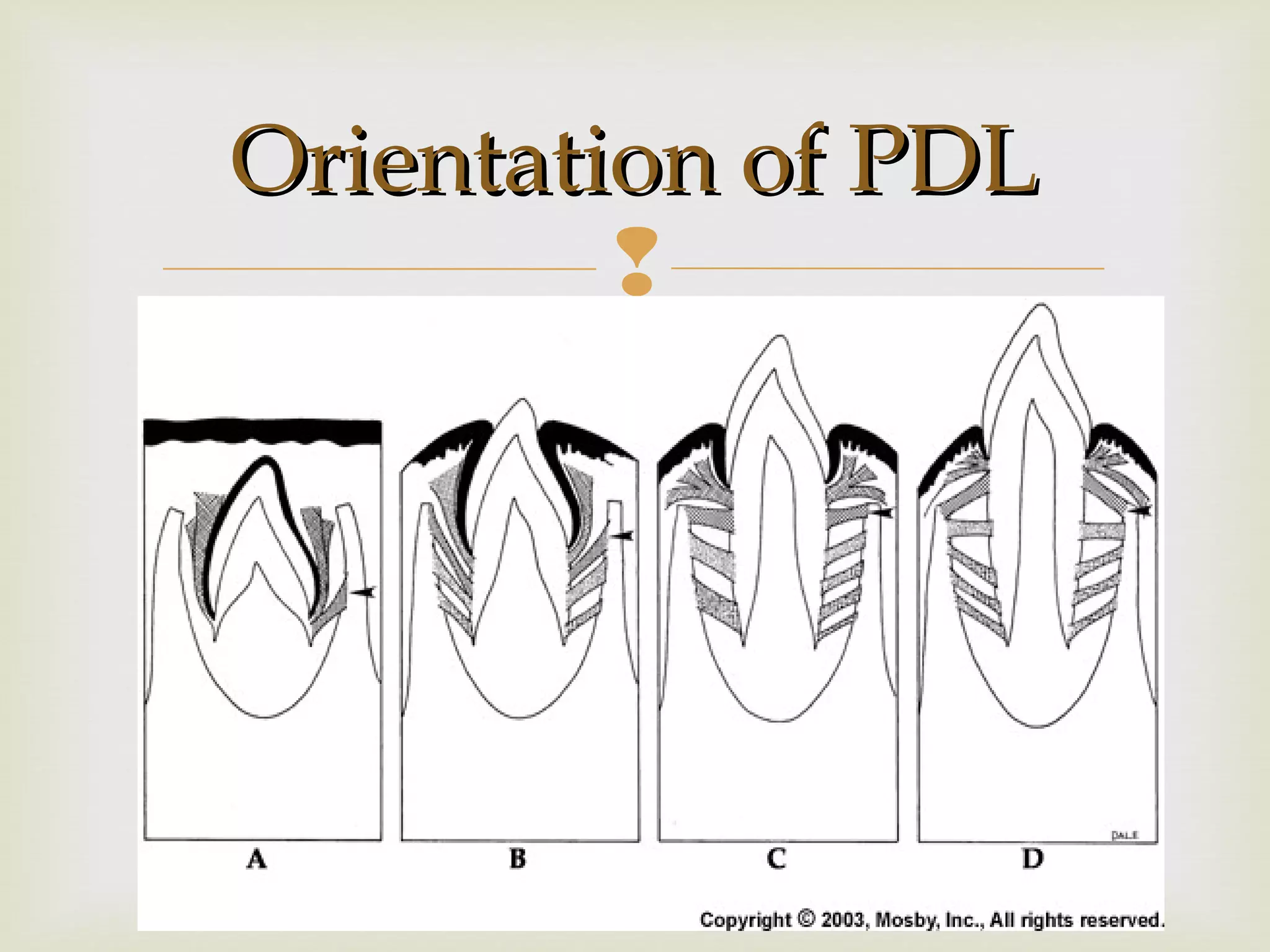PDL, PERIODONTAL LIGAMENT. | PPT