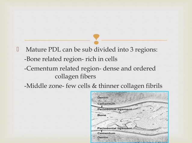 PDL, PERIODONTAL LIGAMENT. | PPT | Dental Health | Diseases and Conditions