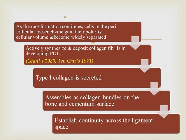 PDL, PERIODONTAL LIGAMENT.