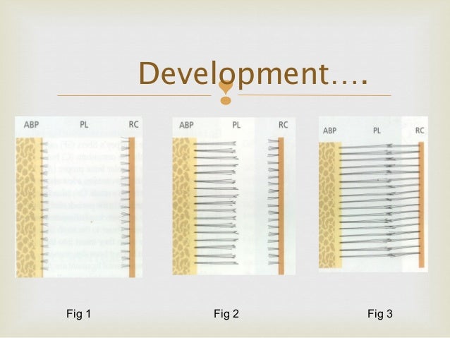 PDL, PERIODONTAL LIGAMENT.