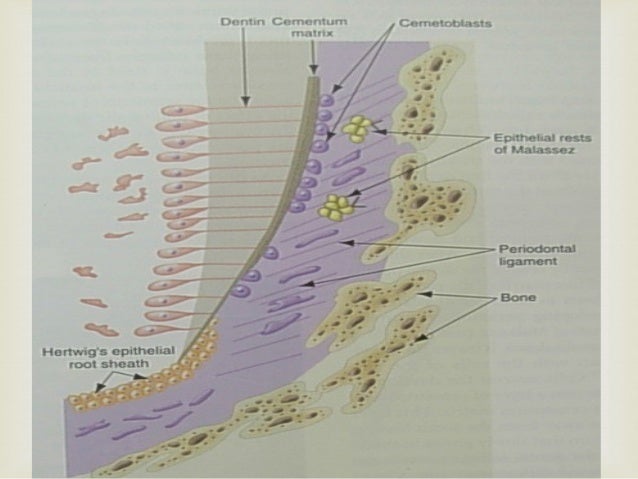 PDL, PERIODONTAL LIGAMENT.