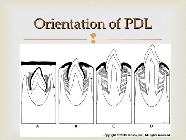 PDL, PERIODONTAL LIGAMENT.