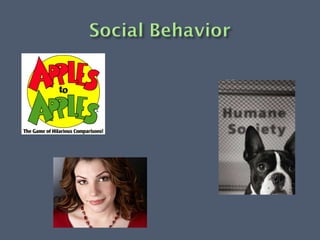 My Personality Powerpoint | PPT