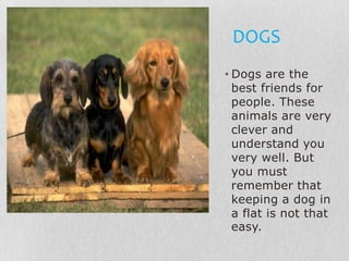 My pet | PPTX | Dogs | Pets