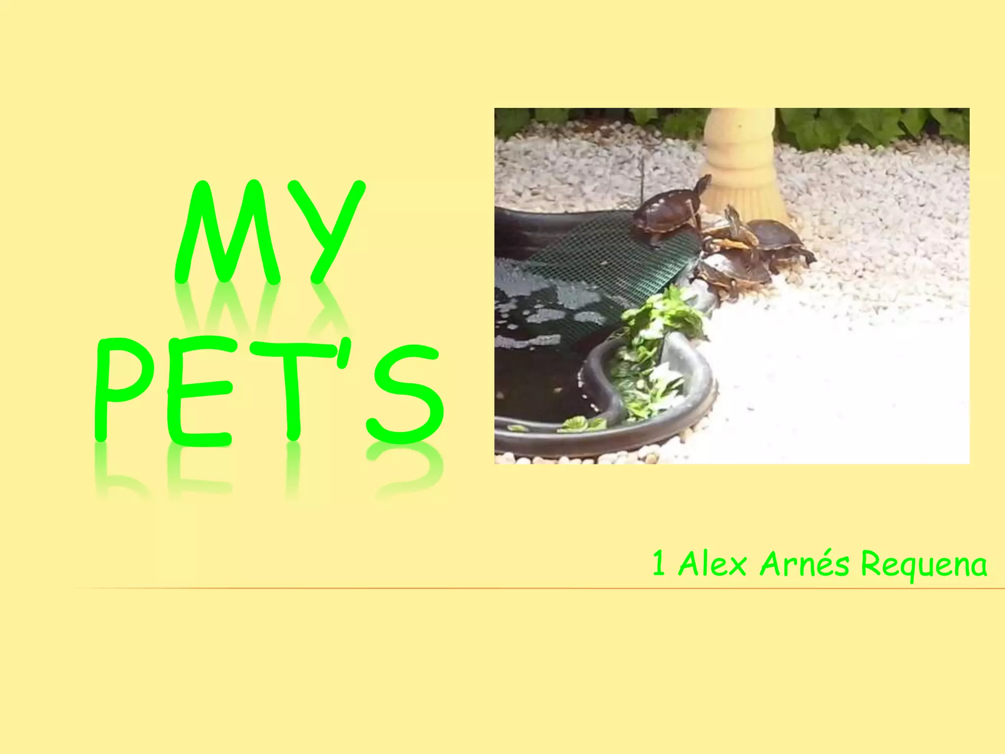 My pet | PPT