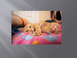 My pet - presentation grade 1 powerpoint | PPT