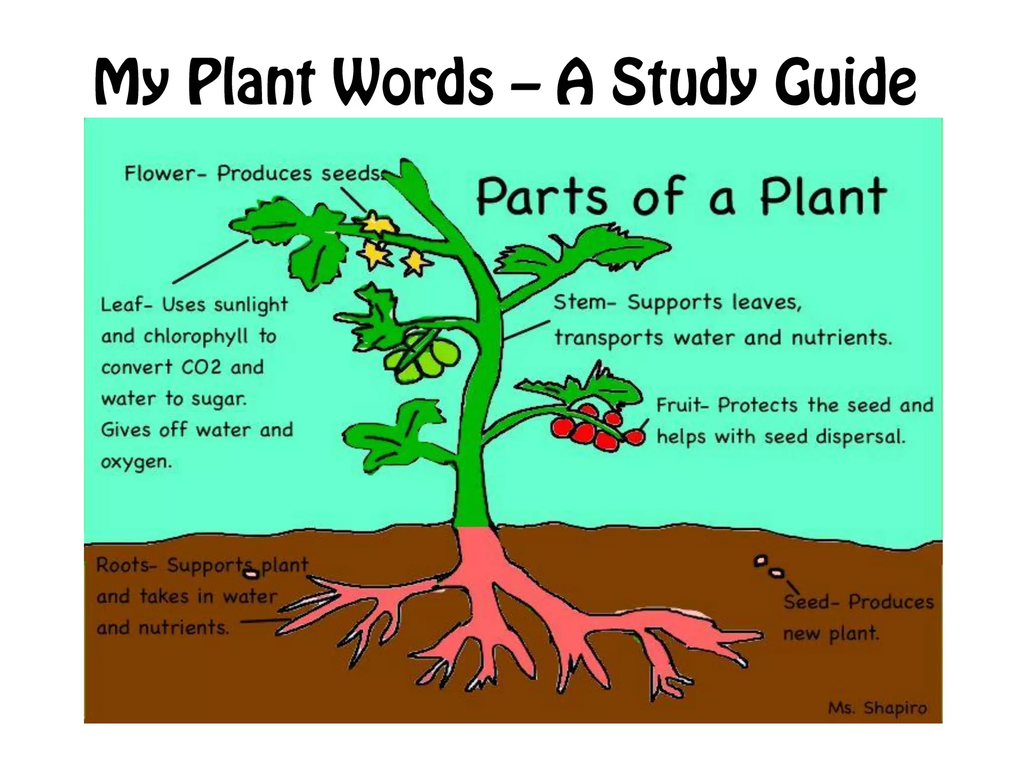 My plant words a study guide | PDF