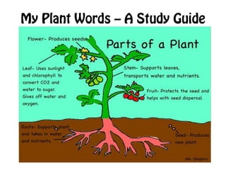 My plant words a study guide | PPT