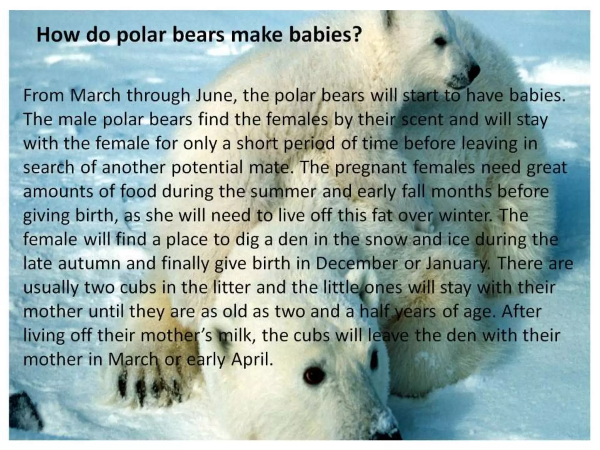 My polar bear project by india | PPTX