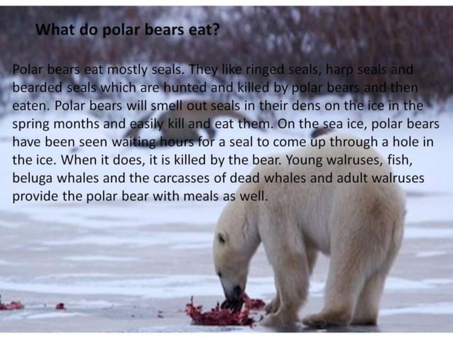 My polar bear project by india | PPTX