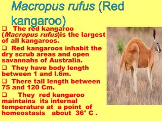 Biology of kangaro | PPTX