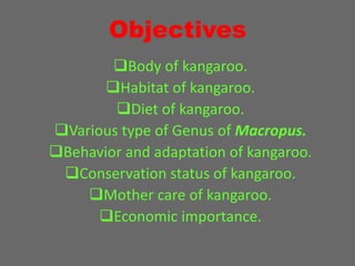 Biology of kangaro | PPT
