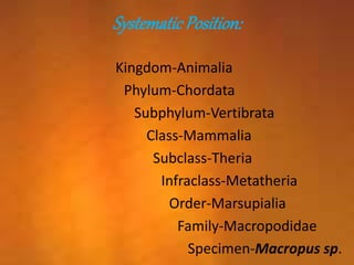 Biology of kangaro | PPTX