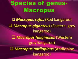 Biology of kangaro | PPTX