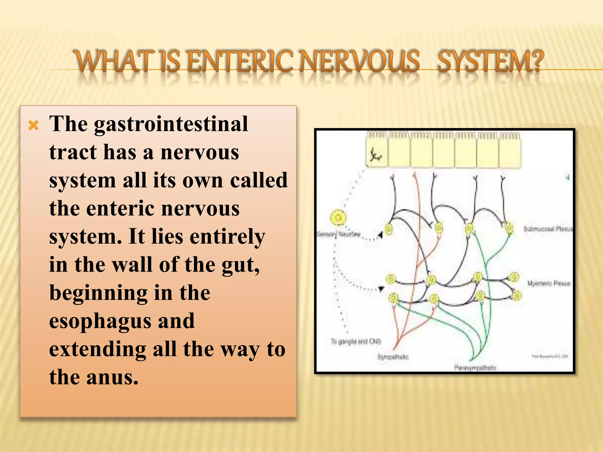Enteric system as a small brain | PPTX