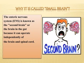 Enteric system as a small brain | PPTX