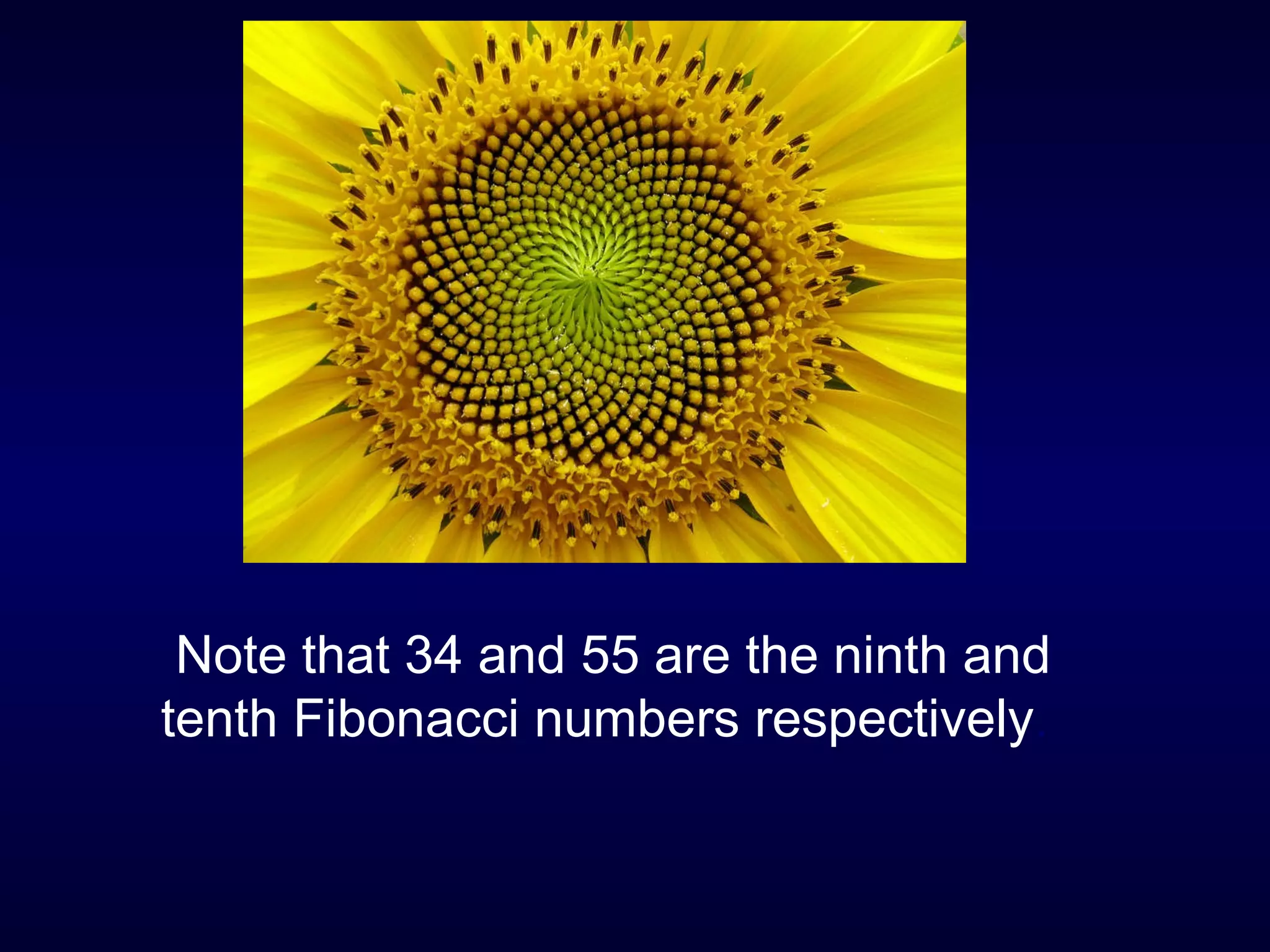 Fibonacci Sequence and Golden Ratio | PPT