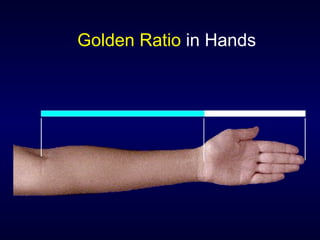 Golden Ratio In Human Body