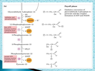 glycolysis and kreb cycle | PPTX