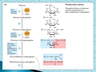 glycolysis and kreb cycle | PPTX
