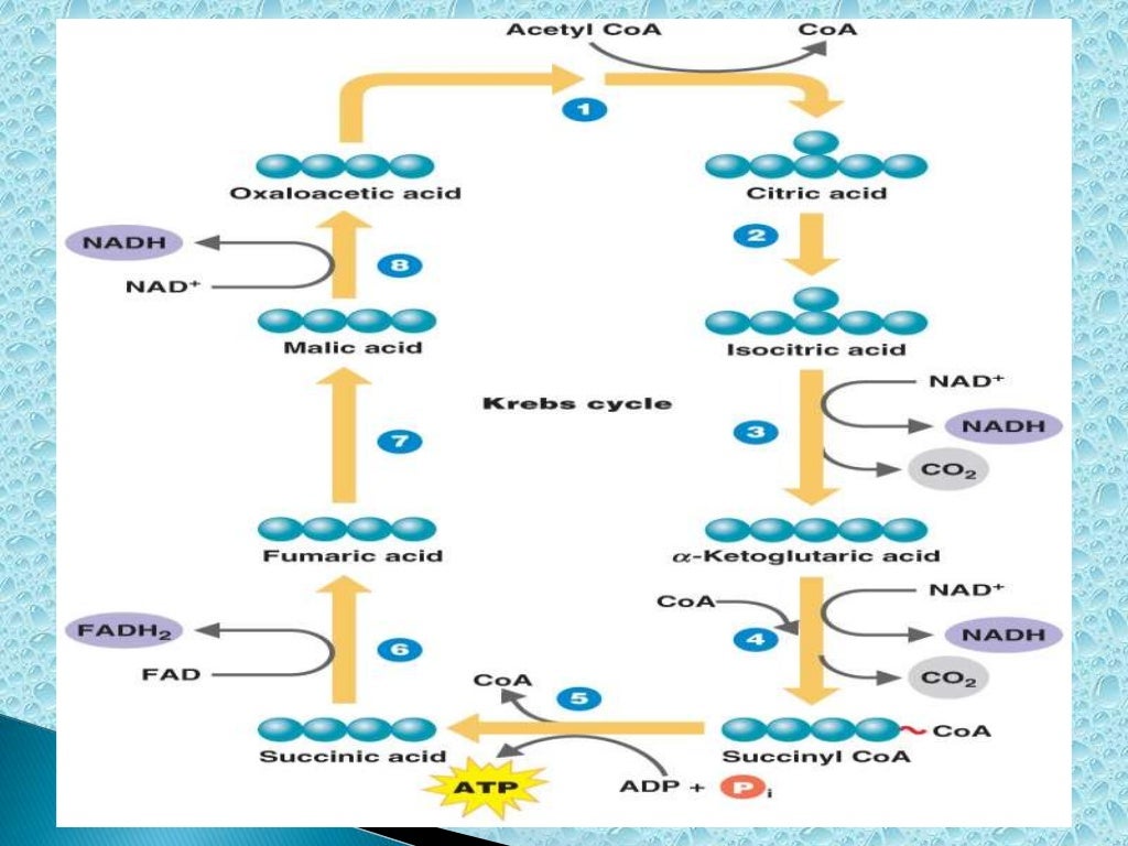 glycolysis and kreb cycle