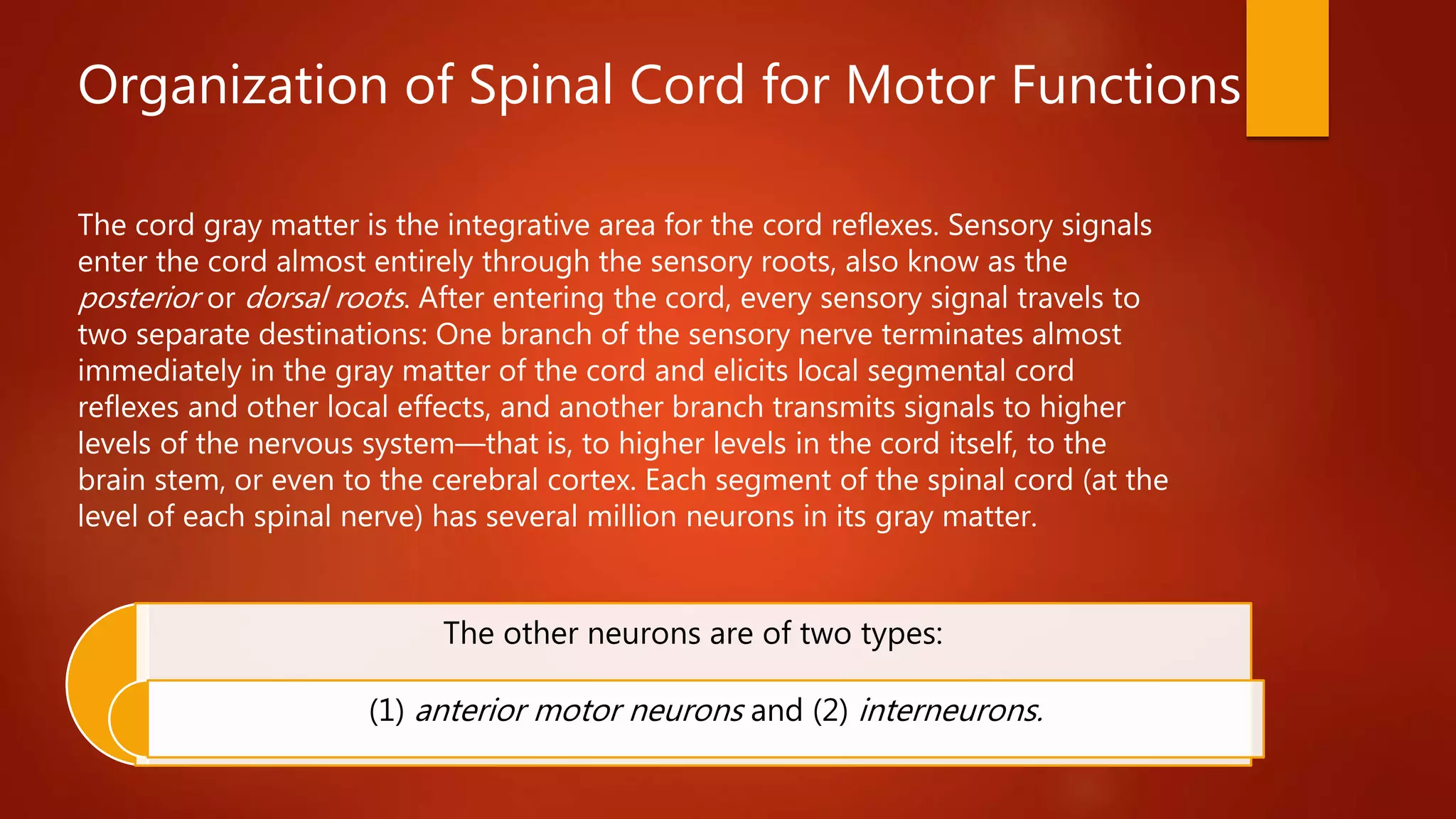 Physiology of spinal cord by Tibbia college Delhi | PPT