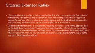 Physiology of spinal cord by Tibbia college Delhi | PPT