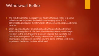 Physiology of spinal cord by Tibbia college Delhi | PPT