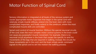 Physiology of spinal cord by Tibbia college Delhi | PPTX