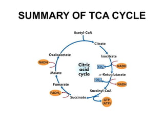 TCA CYCLE | PPT