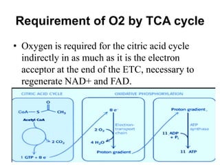 TCA CYCLE | PPTX