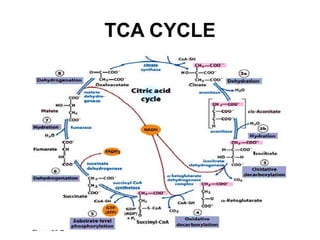 TCA CYCLE | PPT