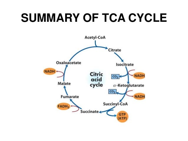 TCA CYCLE