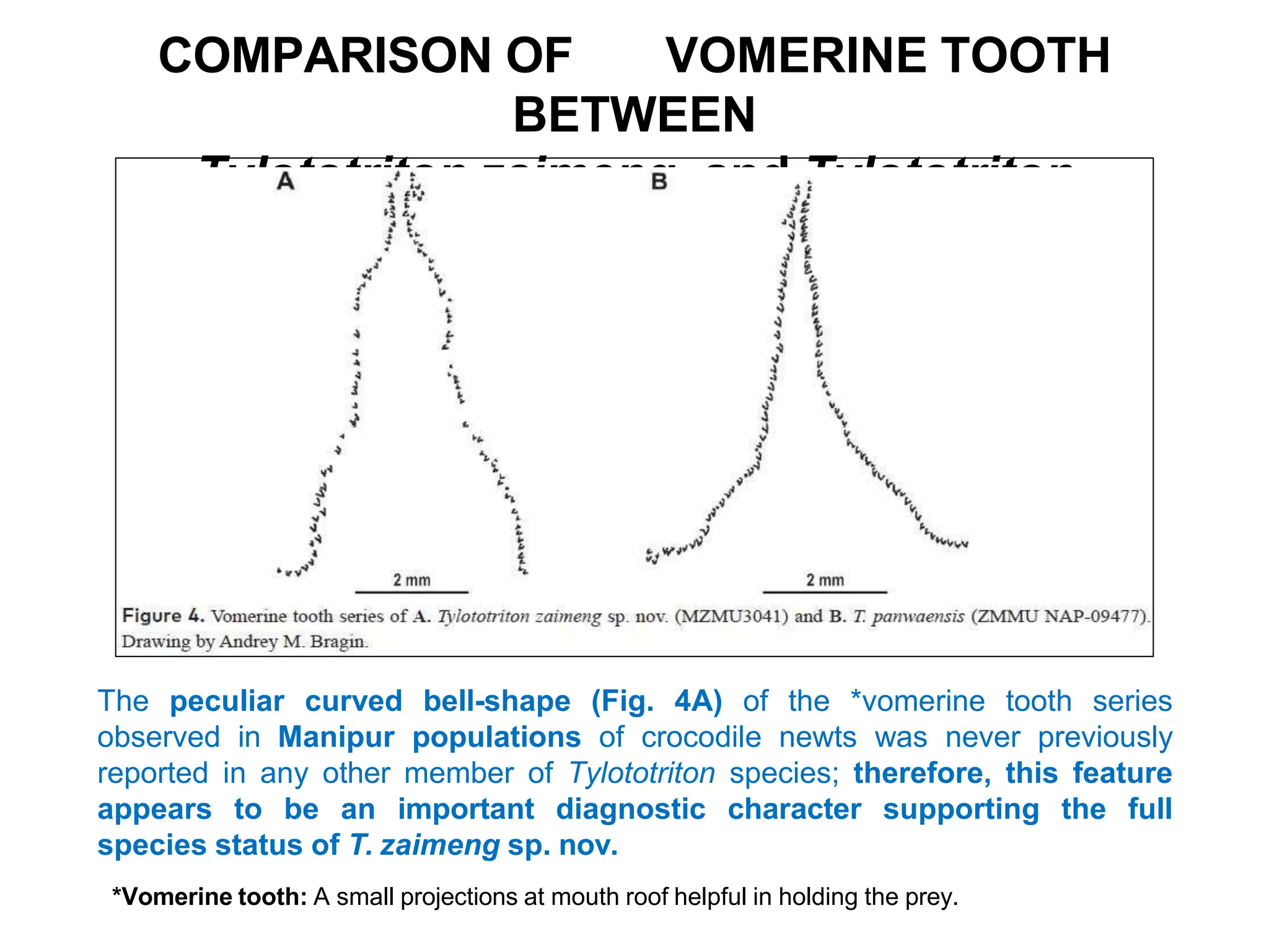 Discovery of the only salamander species from Indian continent. | PPTX
