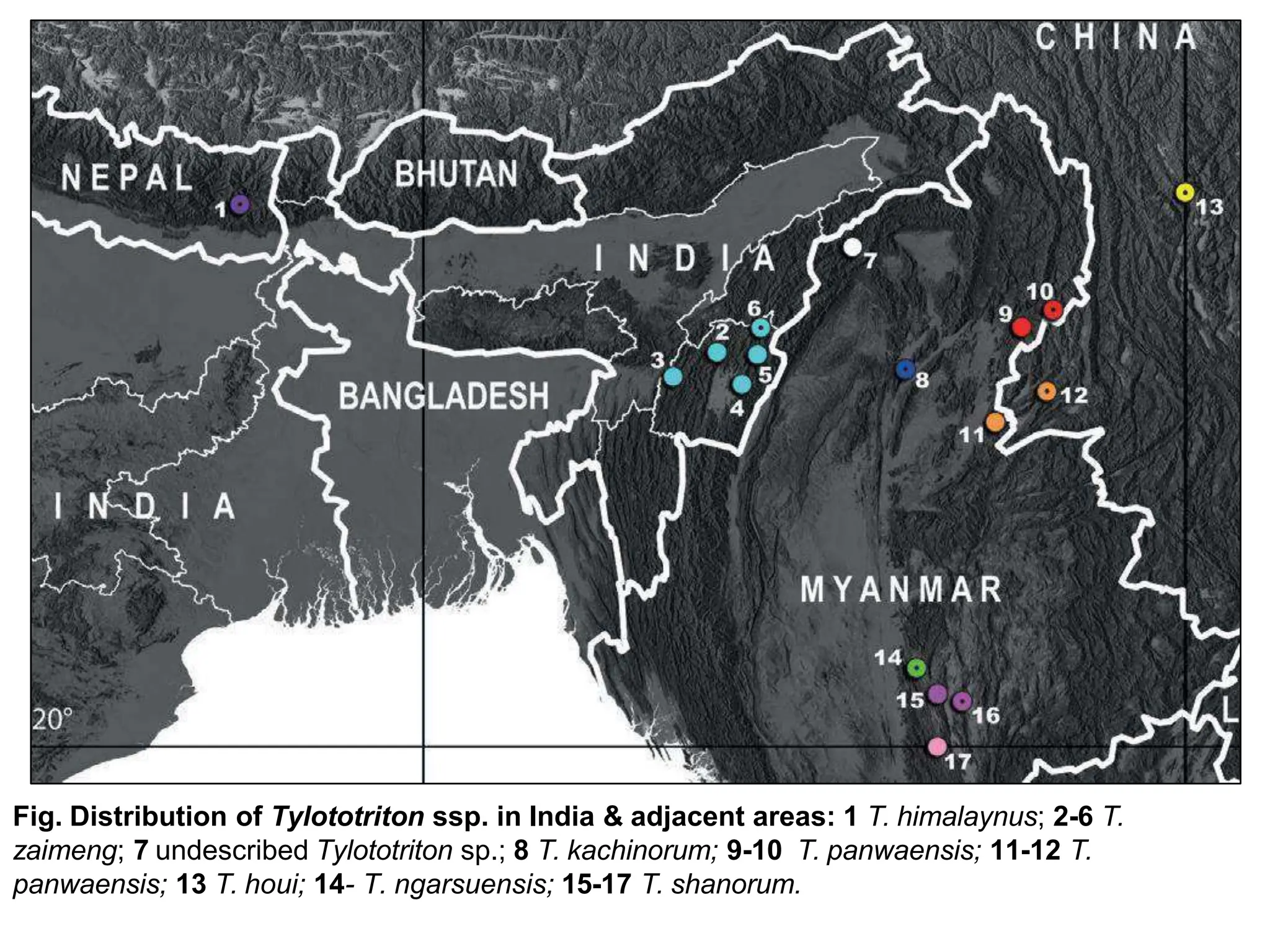 Discovery of the only salamander species from Indian continent. | PPTX