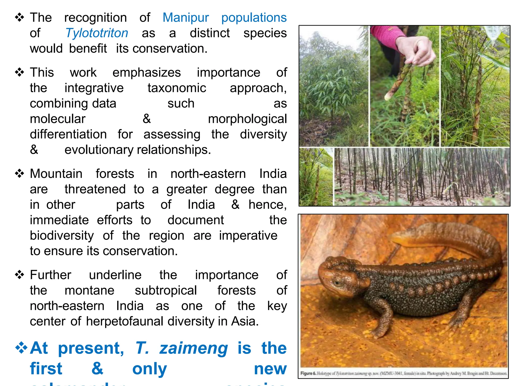 Discovery of the only salamander species from Indian continent. | PPTX