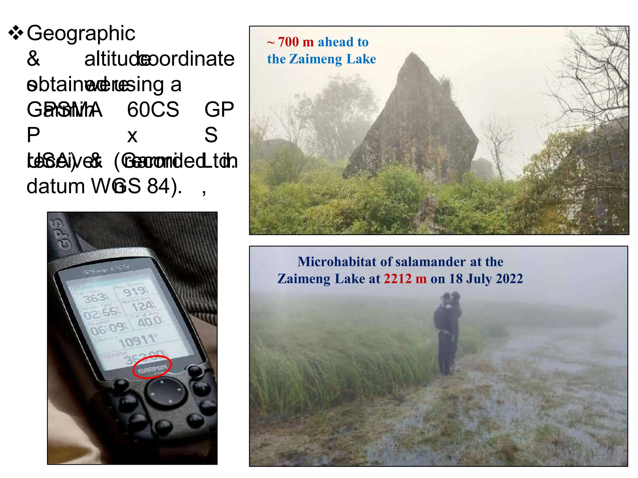 Discovery of the only salamander species from Indian continent. | PPTX