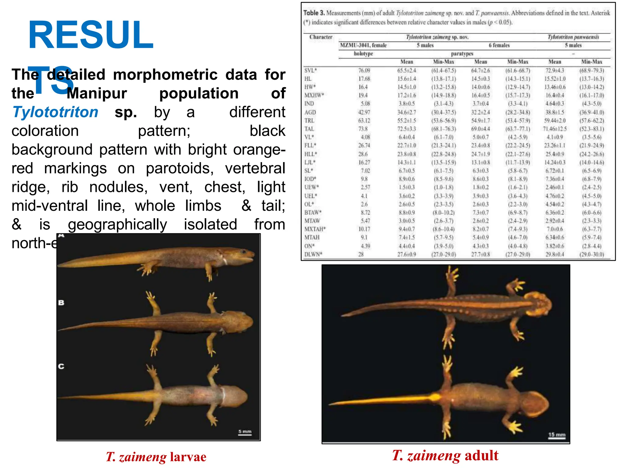 Discovery of the only salamander species from Indian continent. | PPTX
