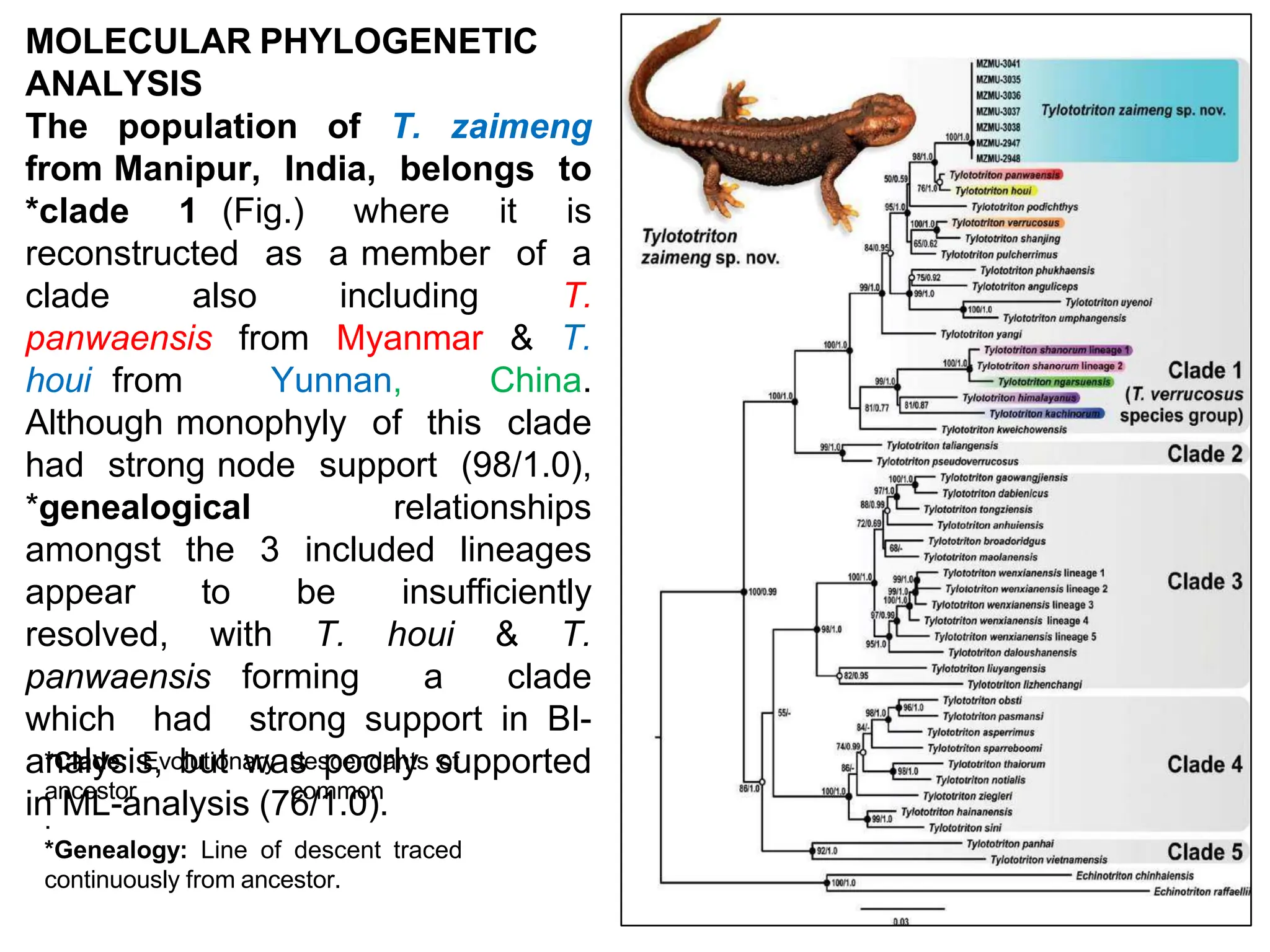 Discovery of the only salamander species from Indian continent. | PPTX