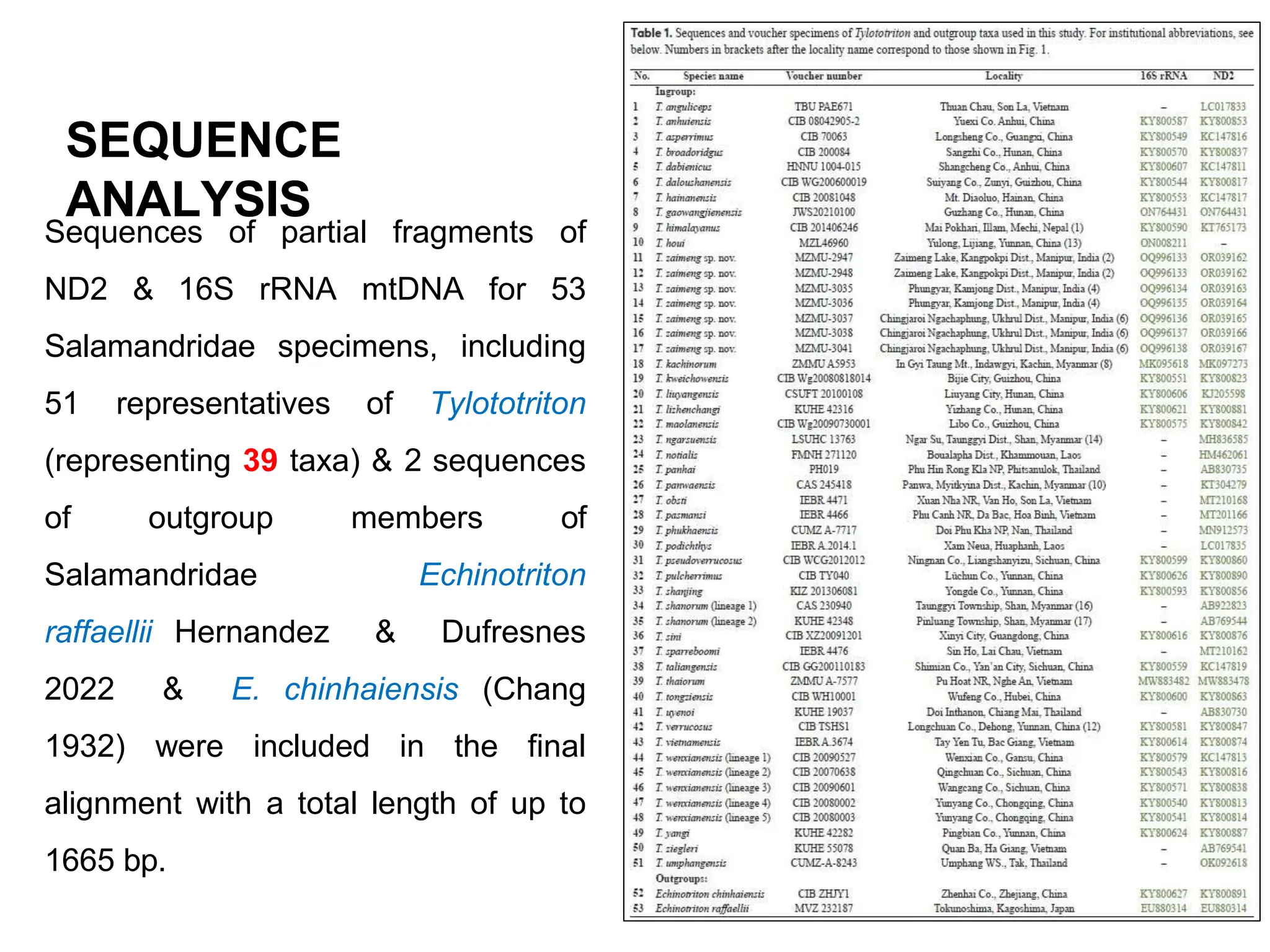 Discovery of the only salamander species from Indian continent. | PPTX