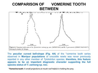 Discovery of the only salamander species from Indian continent. | PPTX