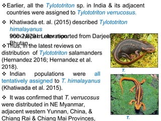 Discovery of the only salamander species from Indian continent. | PPTX