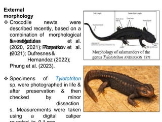 Discovery of the only salamander species from Indian continent. | PPTX