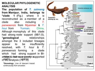 Discovery of the only salamander species from Indian continent. | PPTX